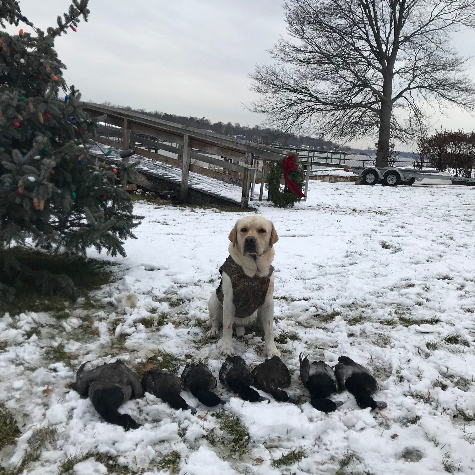 Terrace Meadow Labs – Master Hunter, The Perfect Pet